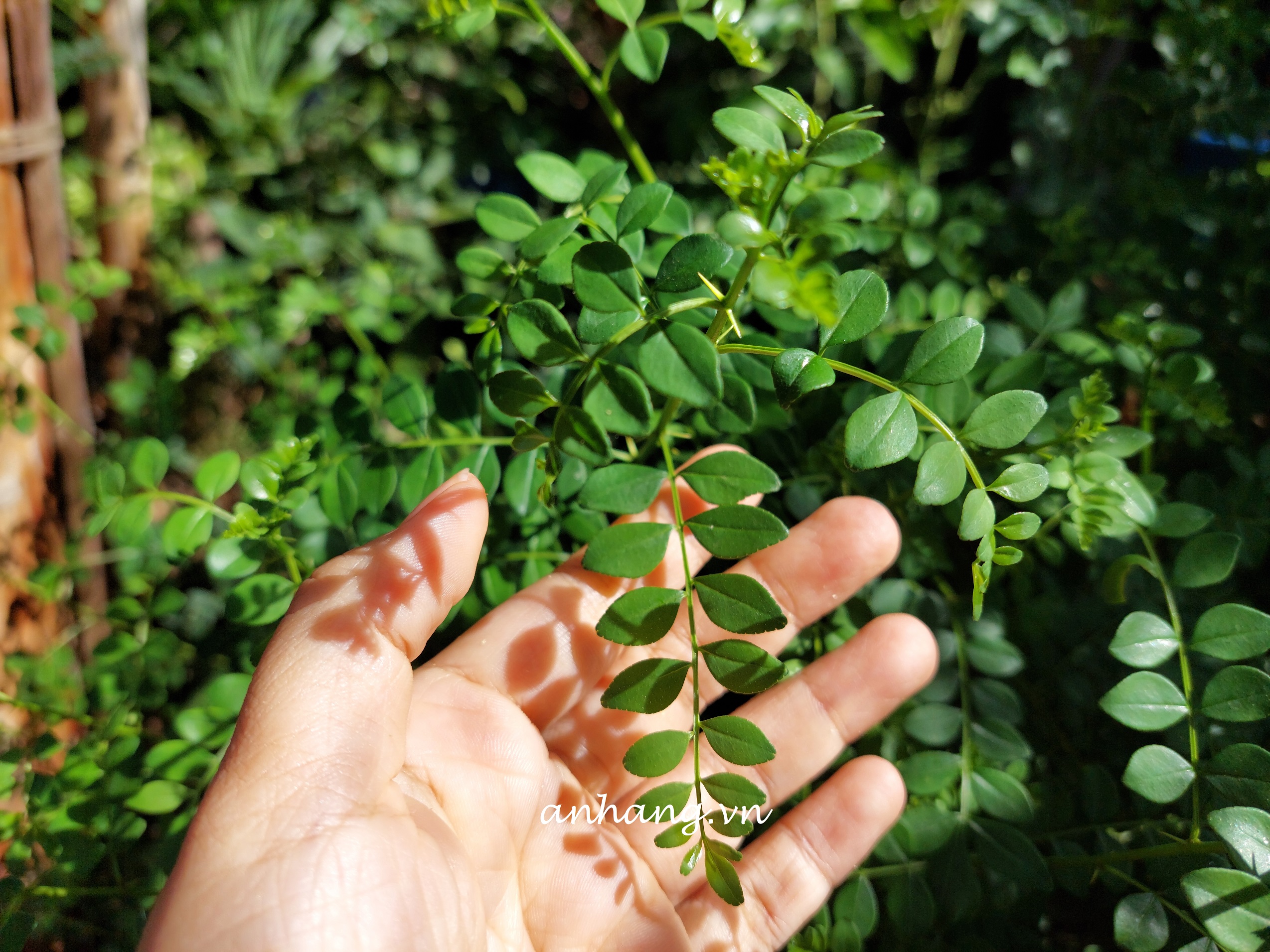 Cây sống nhông – gia vị đặc biệt của miền núi Quảng Ngãi - AnHang.Vn